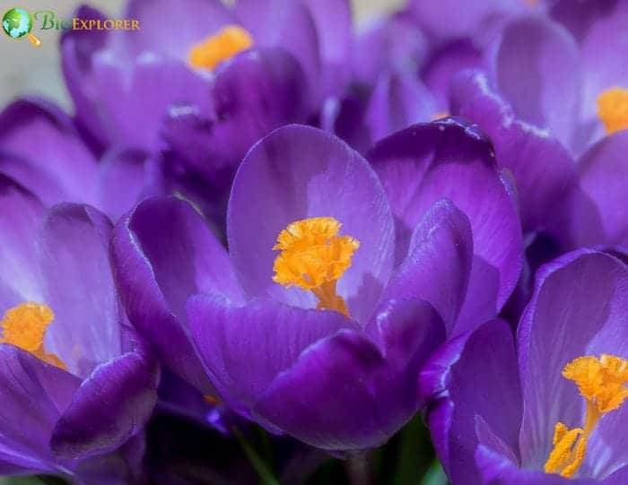 February Birth Flowers | Primrose and Violet | Symbolism & Meaning