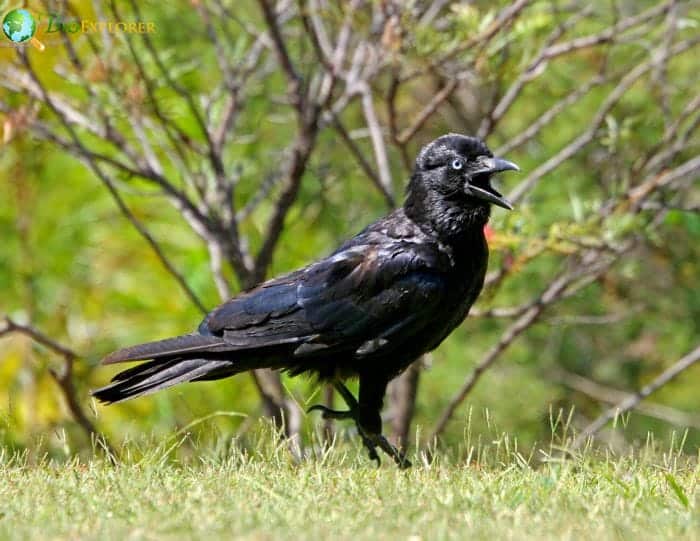 43 Types of Crows | All Corvus Species | Corvidae Family Birds