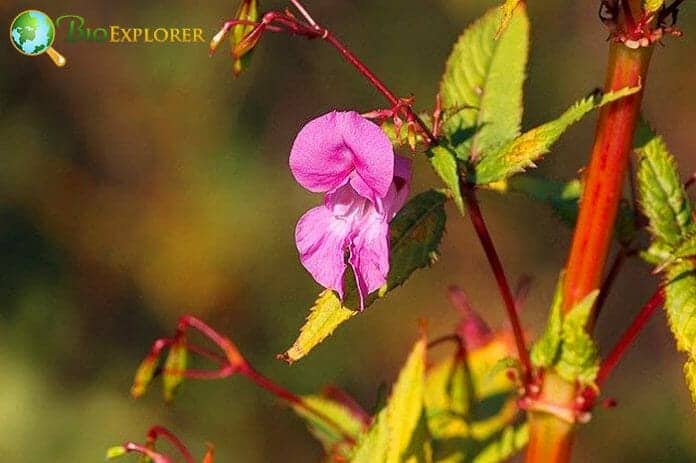 Balsam Flower | Impatiens balsamini | Spotted Snapweed | Touch-me-not