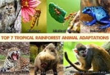 Layers of the Rainforest | Rainforest Animals | Biology Explorer