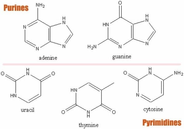 Building Blocks of Nucleic Acids | Structures & Functions