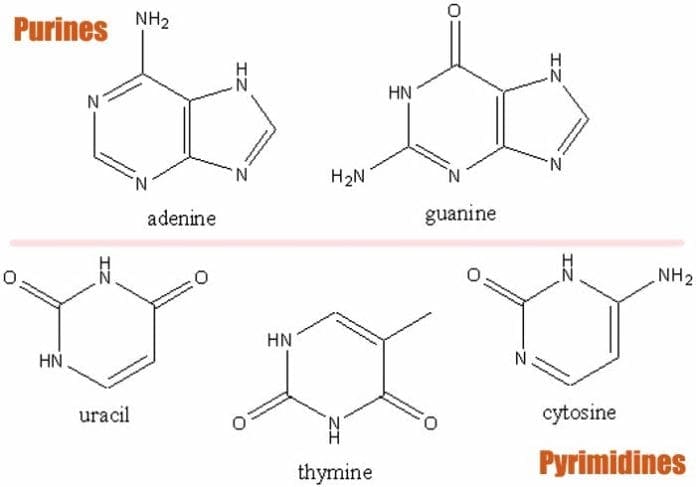Building Blocks of Nucleic Acids | Structures & Functions