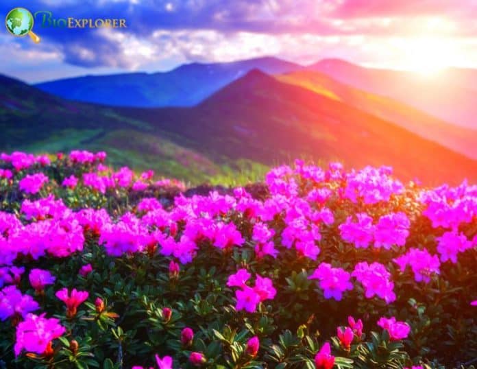 Azalea Flowers | 29 Types of Azaleas | Plant Care | Pictures