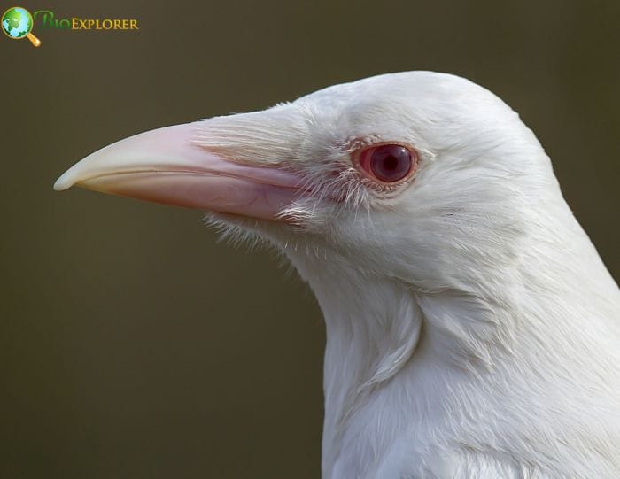 How Rare Are Albino Crows at Declan Gleadow blog
