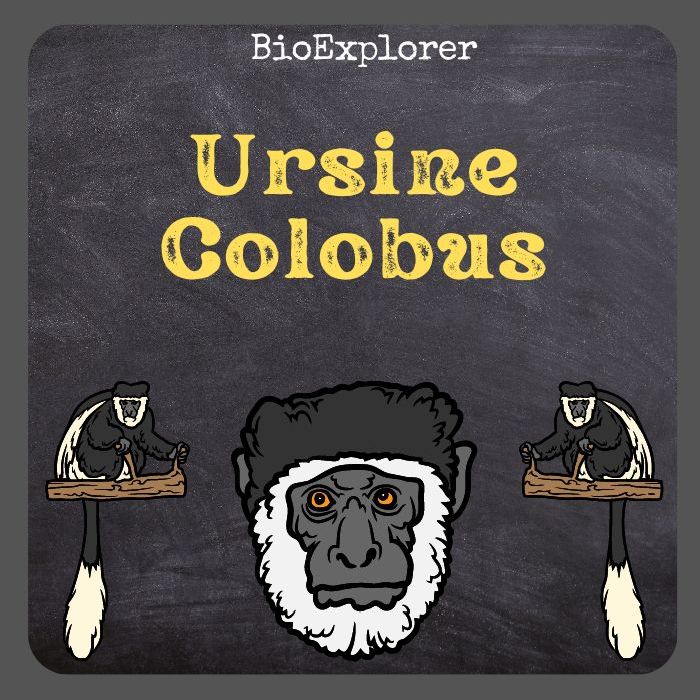 Ursine Colobus Characteristics | Colobus Vellerosus Diet & Facts ...