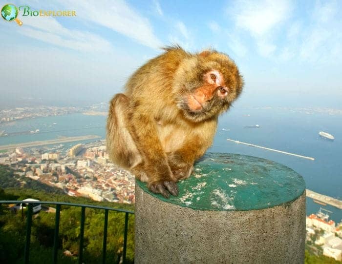 Gibraltar Monkeys | Barbary Macaques | History | Pictures | Conservation