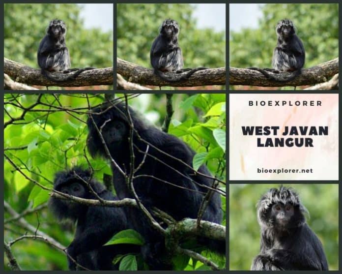 West Javan Langur Characteristics | Trachypithecus Mauritius Facts