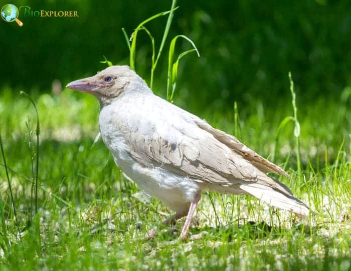 Albino Crows | White Crows | Rare Genetic Mutation | BioExplorer