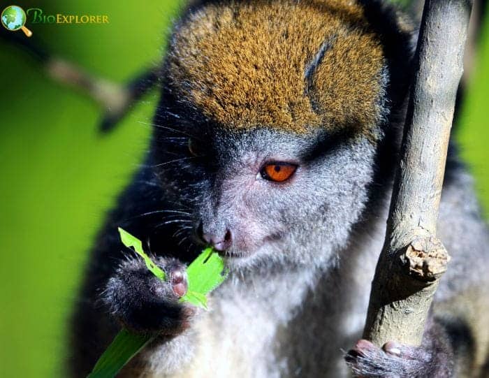 Golden Bamboo Lemur | Hapalemur Aureus | Diet | Fun Facts | Pictures