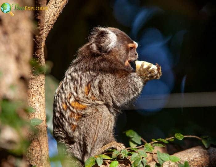 Marmoset Monkeys | Pygmy Marmosets | 24 Marmoset Species