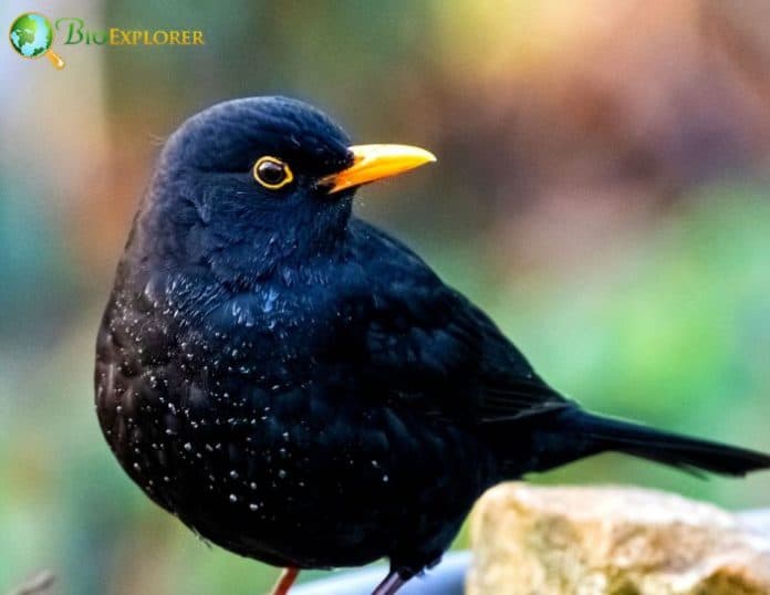Top 30+ Black Birds | Types of Black Birds | Dark-Feathered Birds