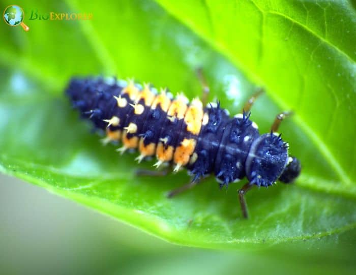 What Do Ladybugs Eat? | Ladybug Diet By Species | BioExplorer