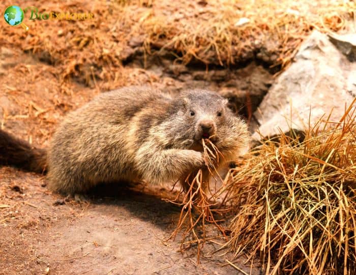 What Do Groundhogs Eat? | Surprising Diets of Groundhogs | BioExplorer