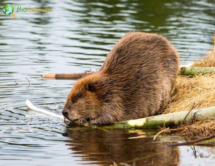What Do Beavers Eat? | Beavers Diet By Types | BioExplorer.net