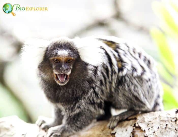 White-Eared Titi Characteristics | Plecturocebus Donacophilus Facts ...