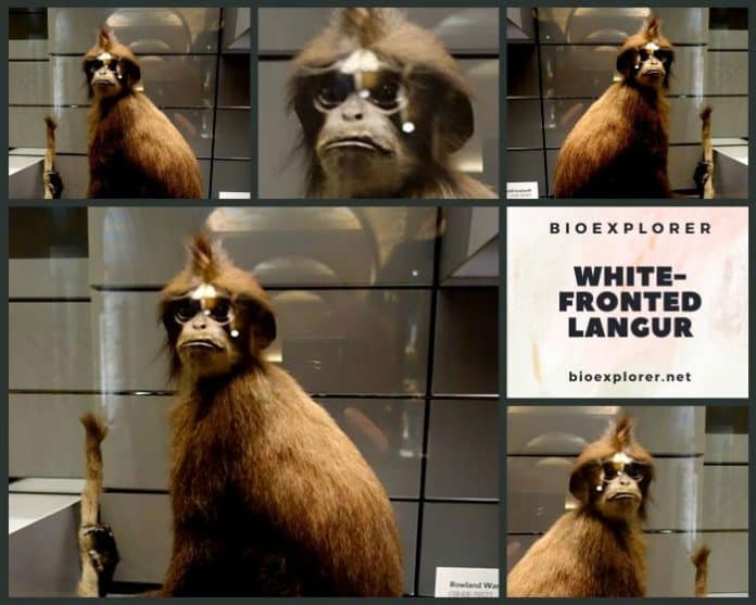 White-Fronted Langur Characteristics | Presbytis Frontata Facts