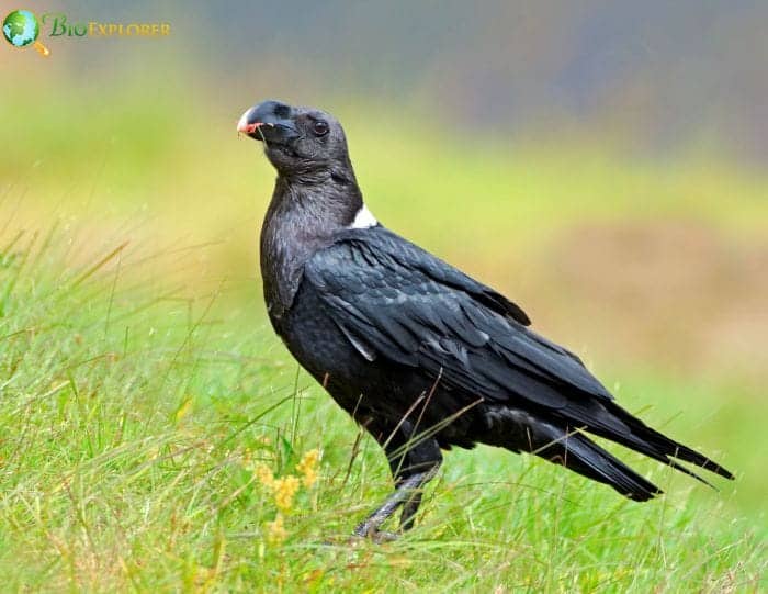 43 Types of Crows | All Corvus Species | Corvidae Family Birds