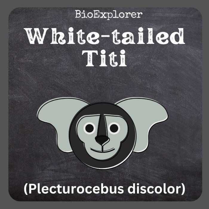 White-Tailed Titi Characteristics | Plecturocebus Discolor Facts ...