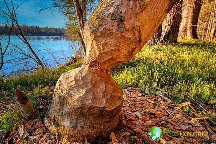 What Do Beavers Eat? | Beavers Diet By Types | BioExplorer.net