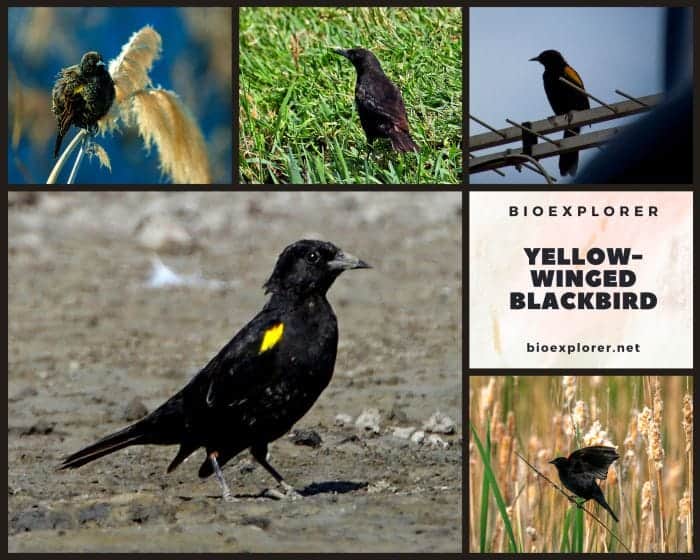 Yellow-Winged Blackbird | Agelasticus thilius | South American Songbird