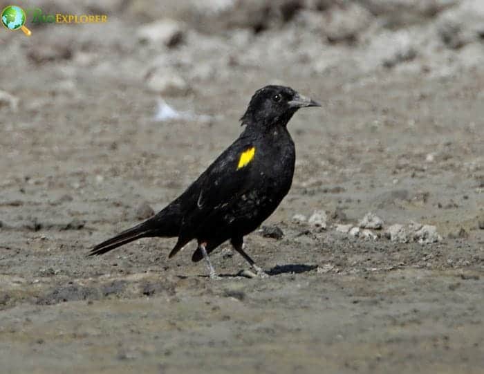 Yellow-Winged Blackbird | Agelasticus thilius | South American Songbird