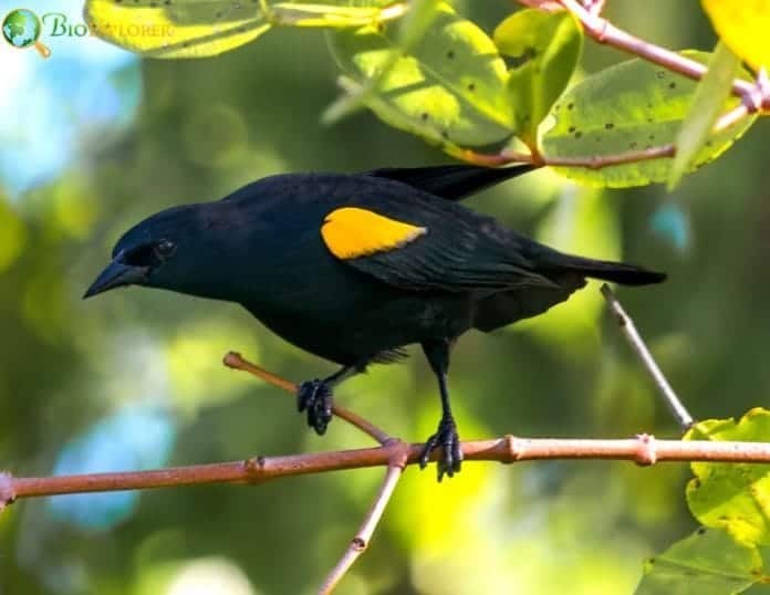 Yellow-Shouldered Blackbird | Agelaius Xanthomus | Puerto Rico Bird | Facts