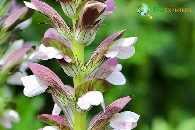Acanthus Flowers | Bear's Breeches | Perennial Plant | BioExplorer.net