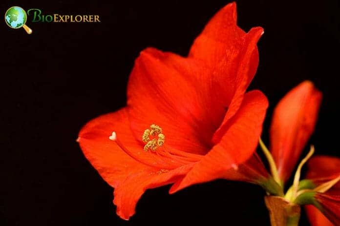 Amaryllis Flower | Trumpet-shaped Flower | Christmas Flower | BioExplorer