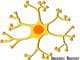 Types of Nerve Cells | Types of Neurons | Cells of the Nervous System