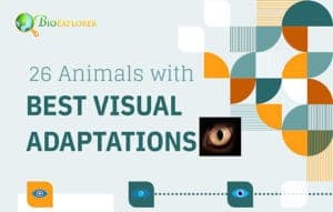 Top 26 Animals With BEST Eyesight (Visual Adaptations)