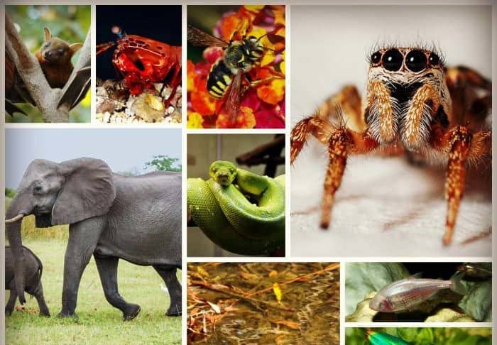 Types of Animals and Their Characteristics | Biology Explorer
