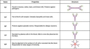 Types of Antibodies in Blood | Properties, Structures & Functions ...