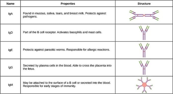 Types of Antibodies in Blood | Properties, Structures & Functions ...