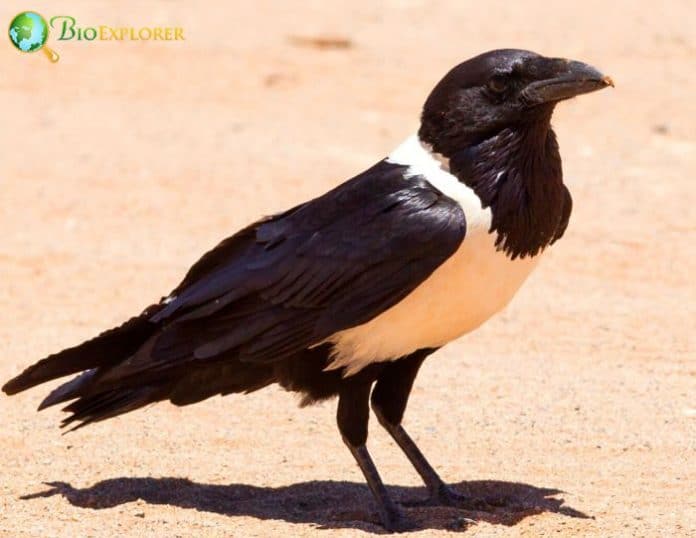 Pied Crow | Corvus Albus | Black and White Bird | Diet | Fun Facts