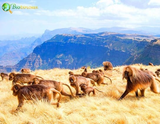 Baboons | Types of Baboons | Characteristics | Diet | Species