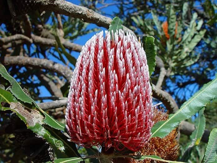 Banksia Flower | Australian wildflower | Proteaceae Flower | BioExplorer