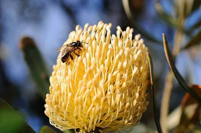 Banksia Flower | Australian wildflower | Proteaceae Flower | BioExplorer