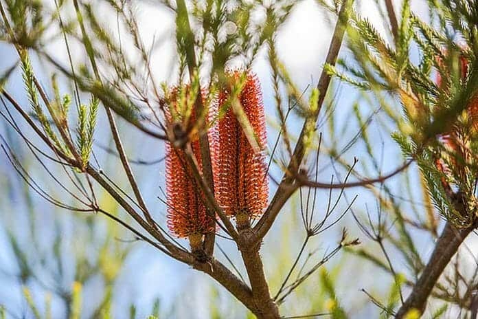 Banksia Flower | Australian wildflower | Proteaceae Flower | BioExplorer