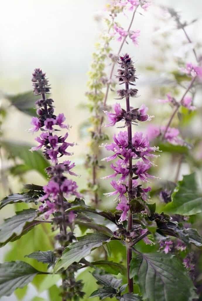 Basil Flower | Ocimum basilicum | Perennial Herb | BioExplorer