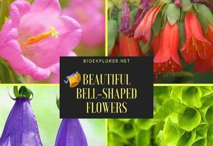 30+ Thread-Like Flowers | Flowers That Resemble Threads | BioExplorer