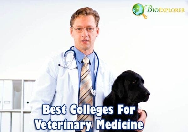 Top 10 Best Universities For Veterinarian | Biology Explorer