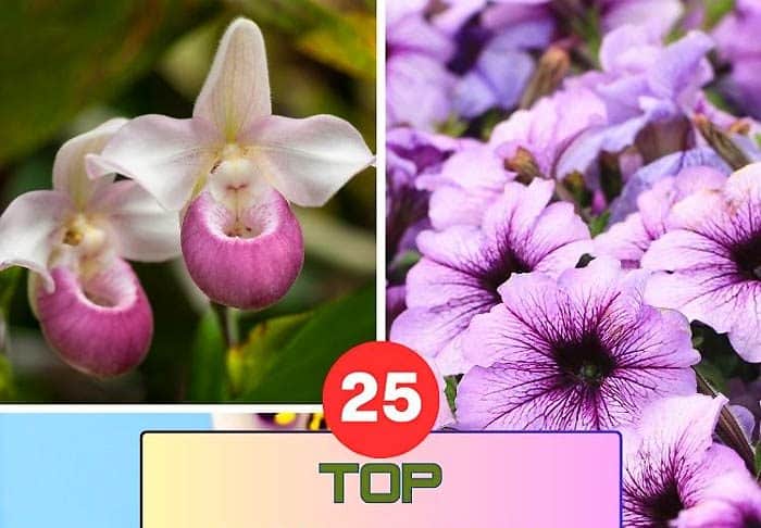 Prosimians | Types of Prosimians | Lemurs | Tarsiers | Lorises