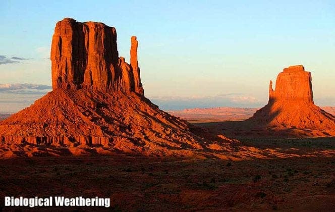 Biological Weathering Definition, Process, Types & Examples