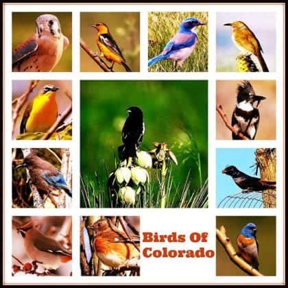 Top 15 Amazing Birds of Colorado | Regional Colorado Birds | BioExplorer