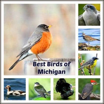 Top 15 Birds of Michigan | State Bird of Michigan | BioExplorer