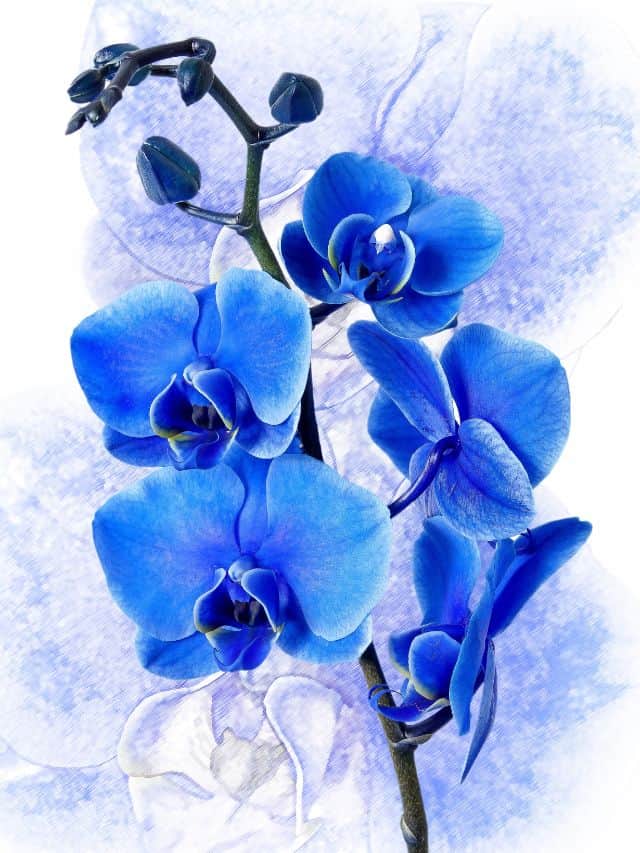 43 Stunning Blue Flowers to Transform Your Garden! - Bio Explorer
