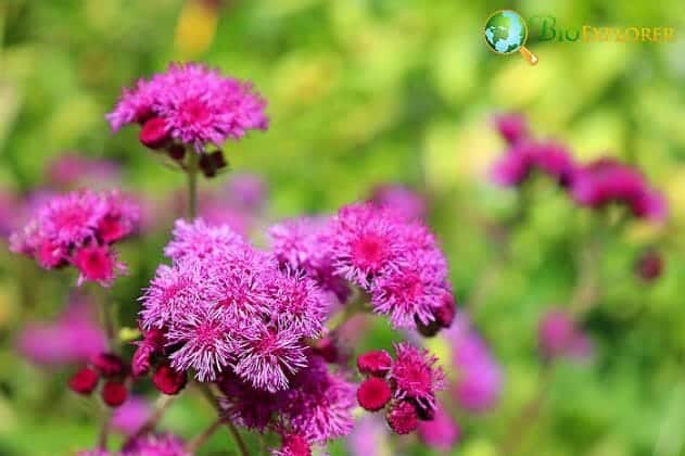Ageratum Flower | Blue Mink Flower | Silk Flower | Pom-Pom Flower