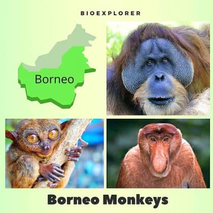 Borneo Monkeys | Borneo Endemic Monkeys & Apes | BioExplorer