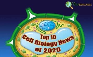 Explore Cell Biology | Cellular Biology | Biology Explorer
