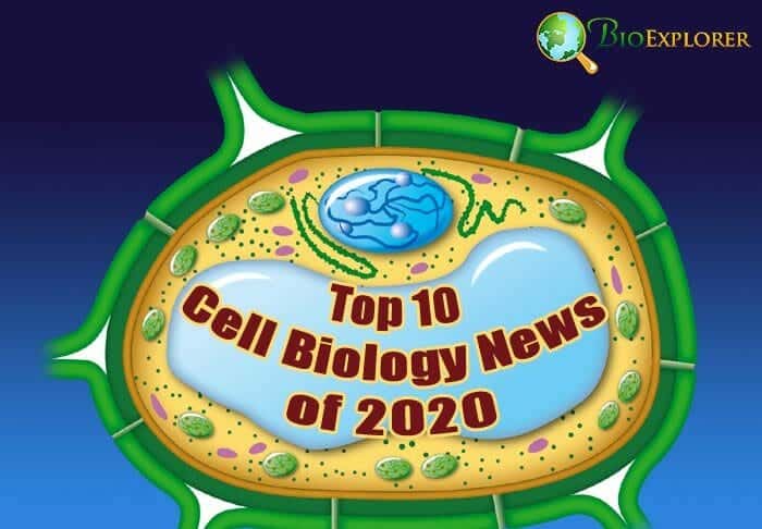 Giant Panda | Red Panda | Qinling panda | Biology Explorer